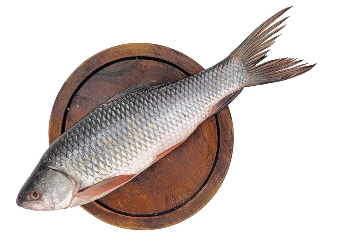 Buy Fresh Fish, Chicken and Mutton Online in Kolkata - Freshtogo.in